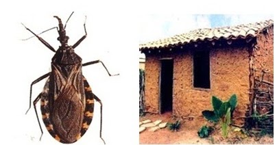 BLOG DOS INSETOS: DICA TSERV: Barbeiro - Cuidado com este inseto.