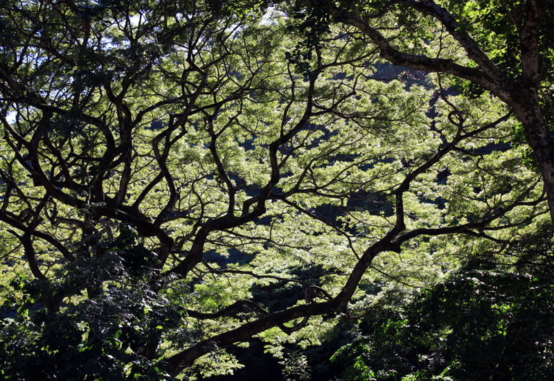 ECOSISTEMAS DE COSTA RICA: BOSQUES DECIDUOS DE BAJURA