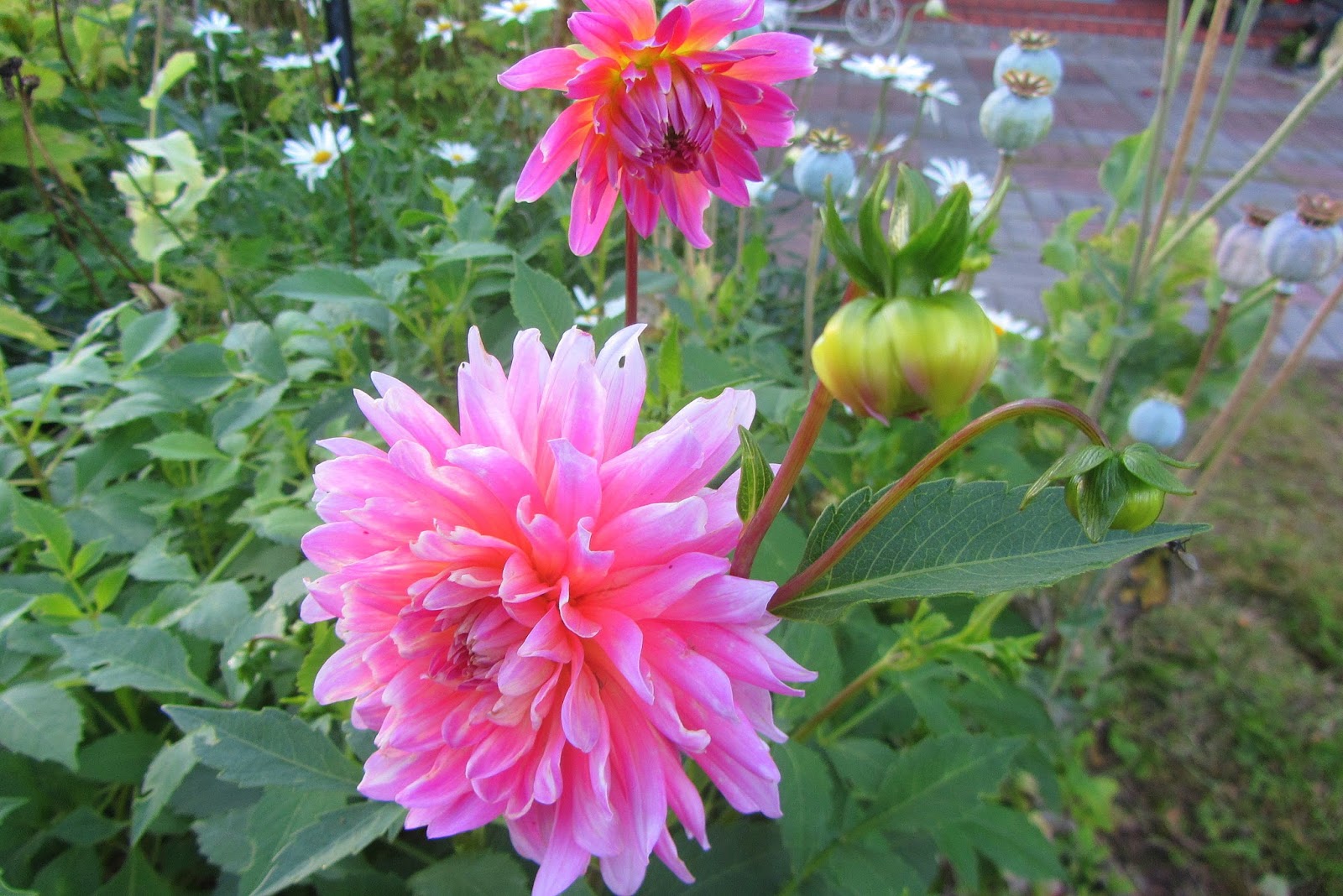 Elämää erimuodossa: Kuusi kuvaa kesästä