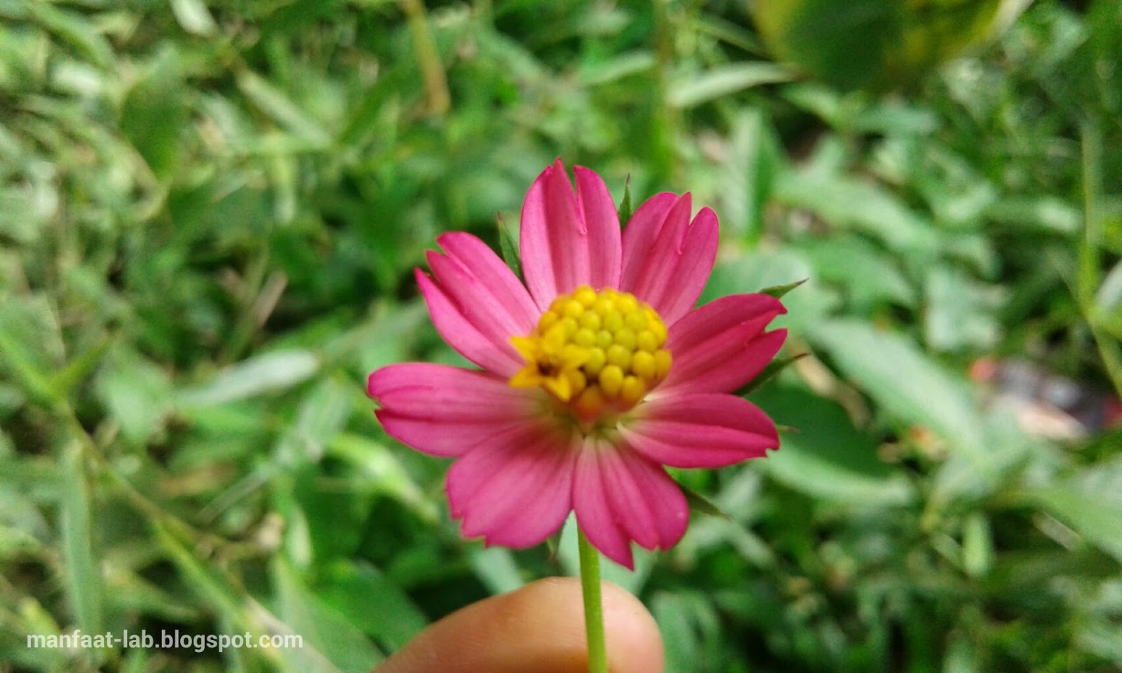 Gambar bunga kenikir - Manfaat-Lab