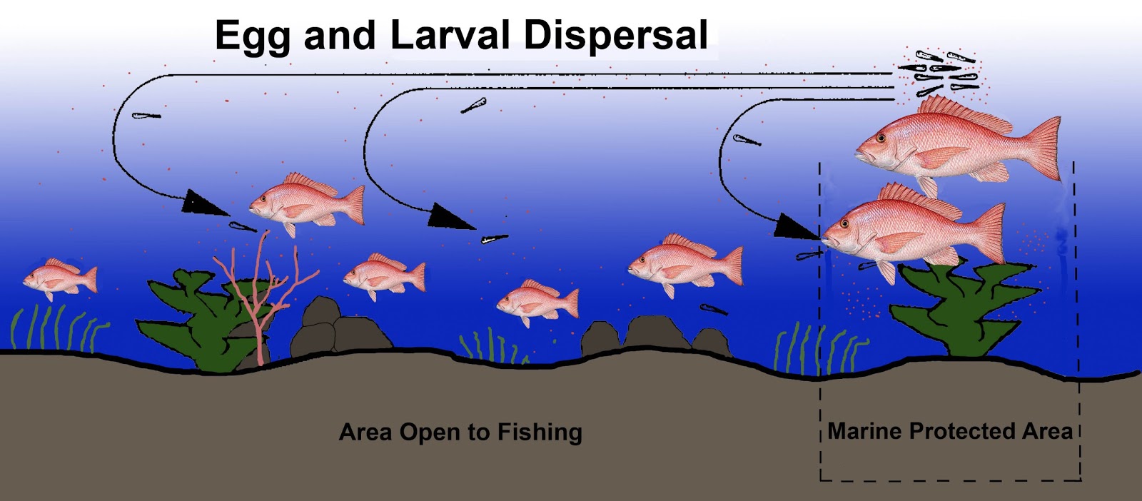 The Fisheries Blog: Marine Protected Areas