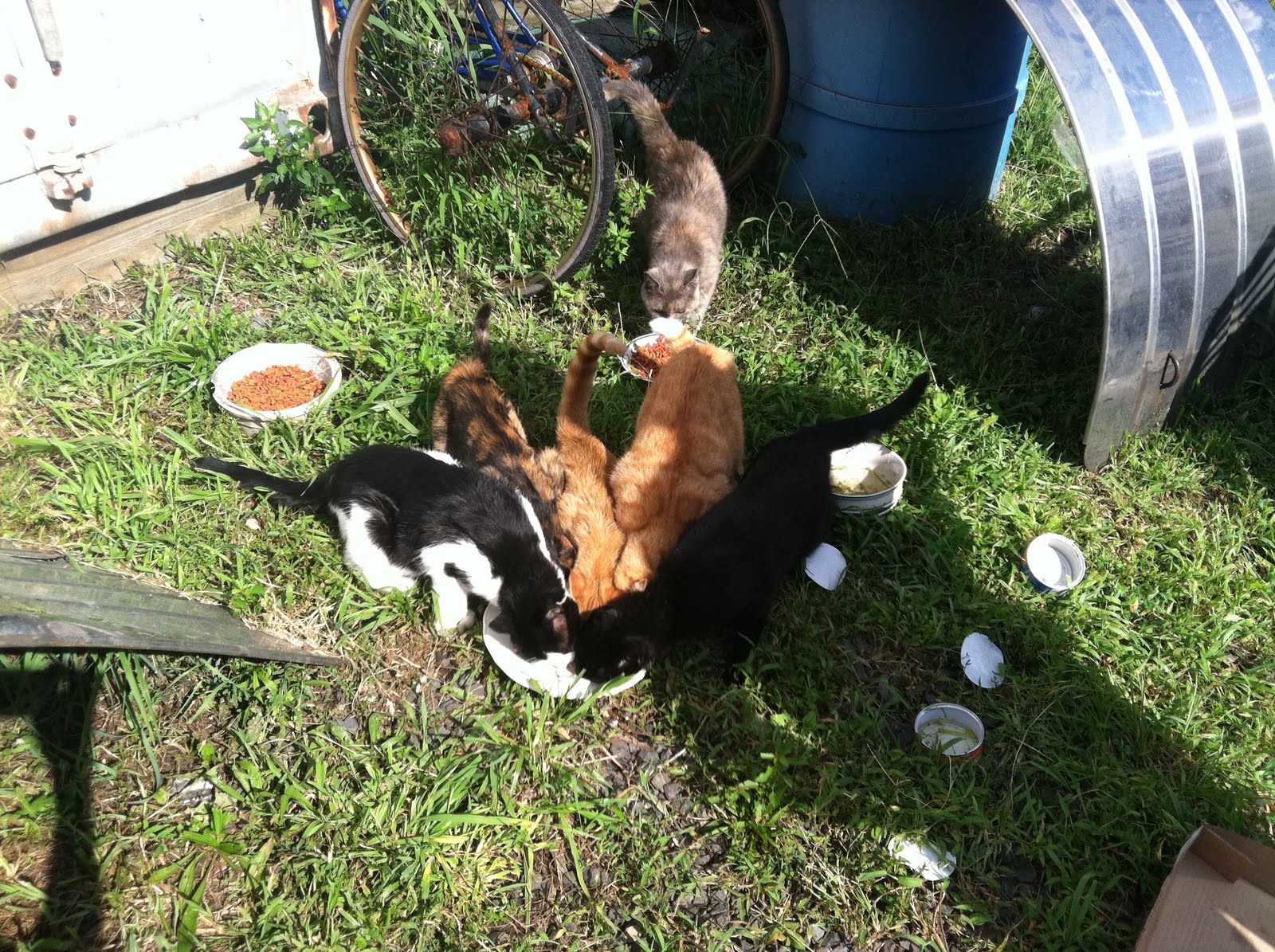 Catsparella: "Lucky" Kitten Rescued From Engine Becomes Auto Repair ...