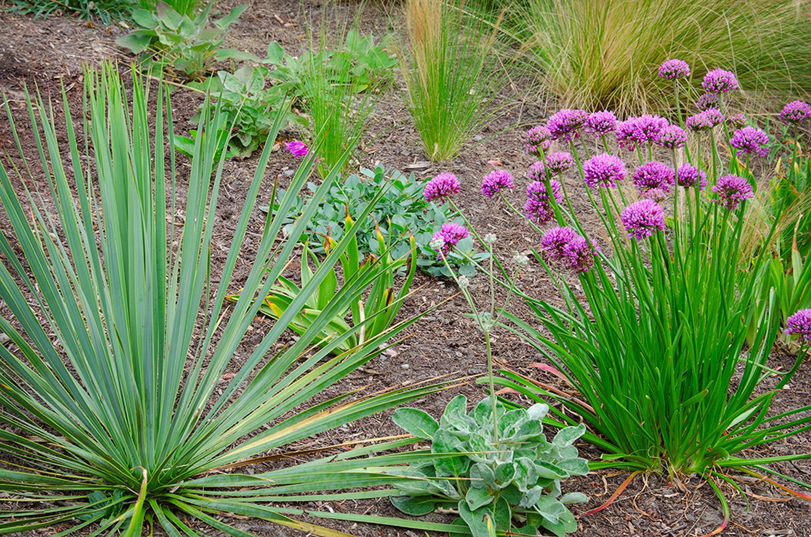 Linda Cochran's Garden: A Trio of Late Summer Alliums