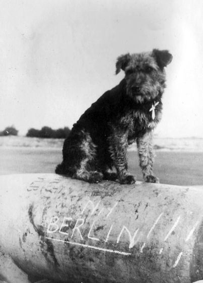 Terrierman's Daily Dose: Ciapek Lives!