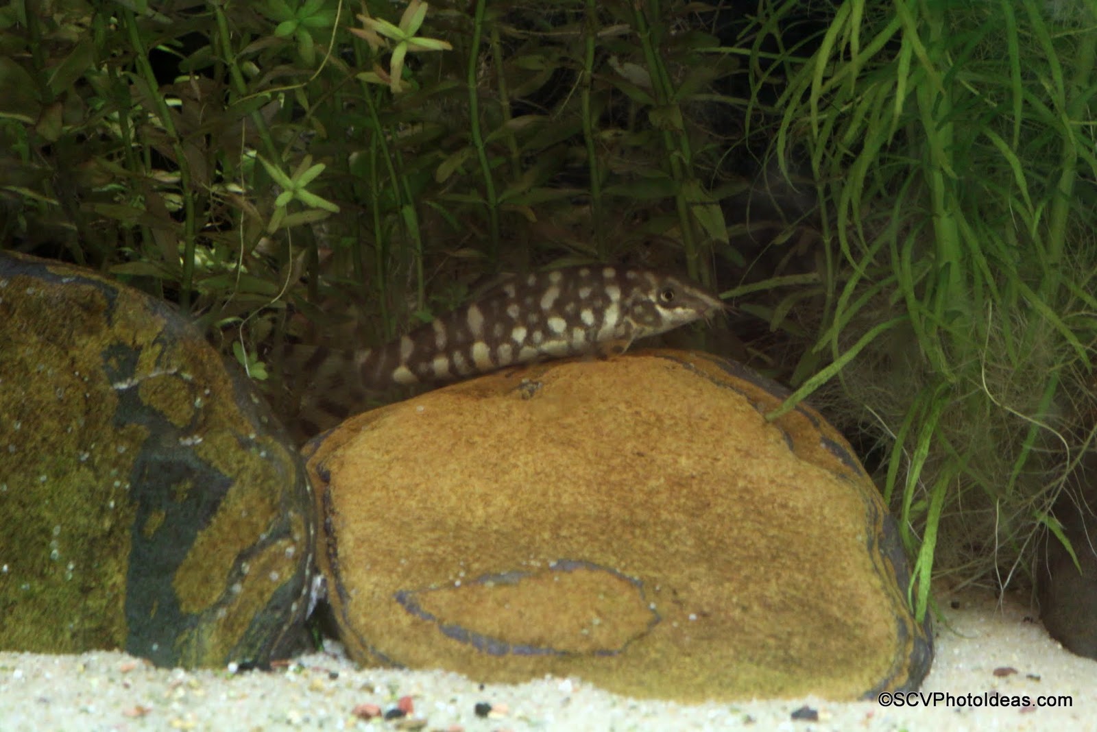 S.C.V. Aquascaping Ideas: Zebra Loach - Botia Striata and Twin Banded ...