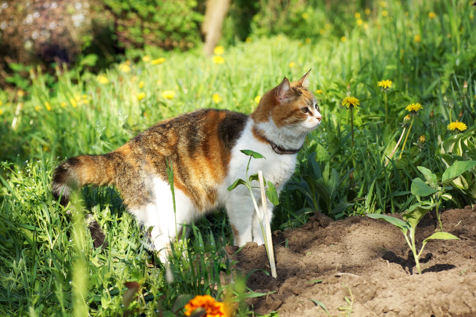 Animales muy lindos de nuestro planeta (12 fotos en HD)