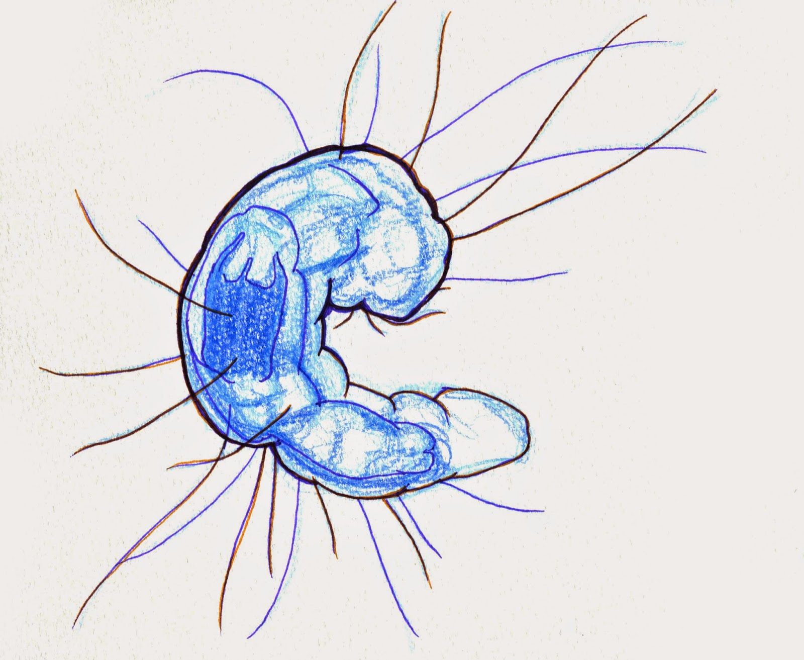 The Plankton Archives