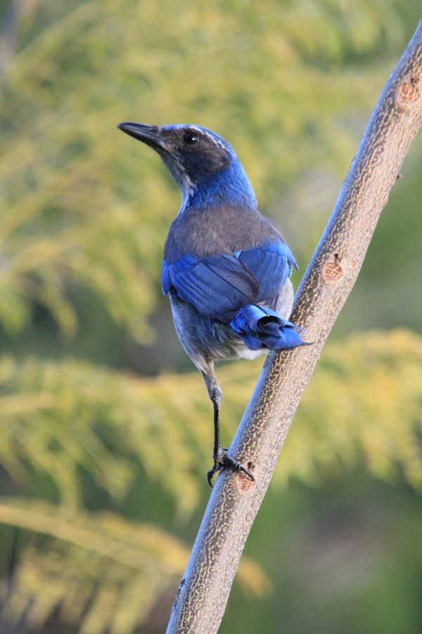 BirdCam on Cheltenham: Scrub-Jays in the Freemontodendren