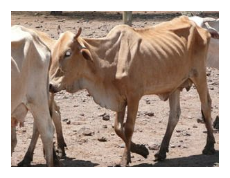 BLOG-DE-MAXIMO: VACAS FLACAS.