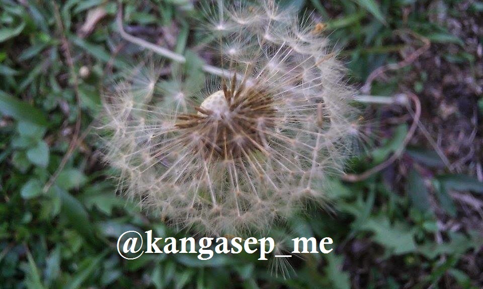 Si Putih Bunga Terbang - Bunga Liar Indonesia