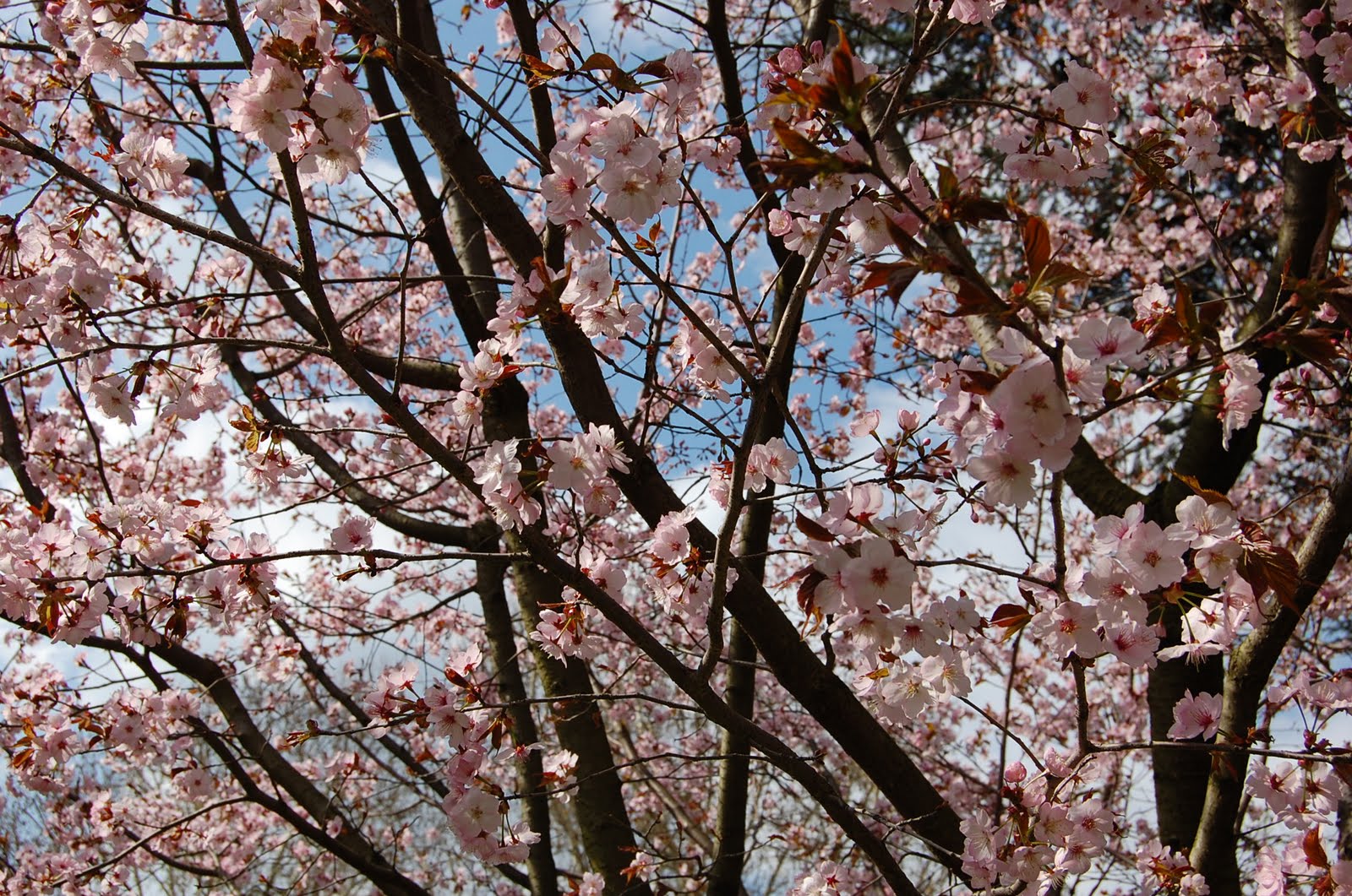 LANKA: Cerisier du Japon - Prunus serrulata