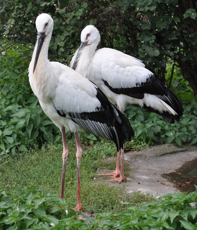 ZOOTOGRAFIANDO (6.100 ANIMALS): CIGUEÑA ORIENTAL / ORIENTAL STORK ...