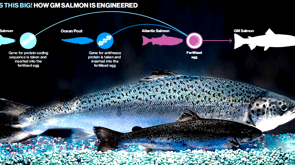 Genetically modified fish