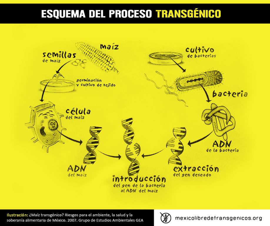 Sabores De Las Nubes: Esquema del proceso transgenico