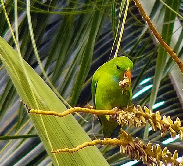 Vernal hanging parrot Images | Birds of India | Bird World