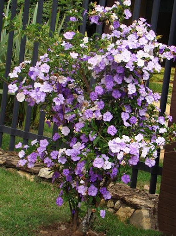 Manacá da Serra - Sementes