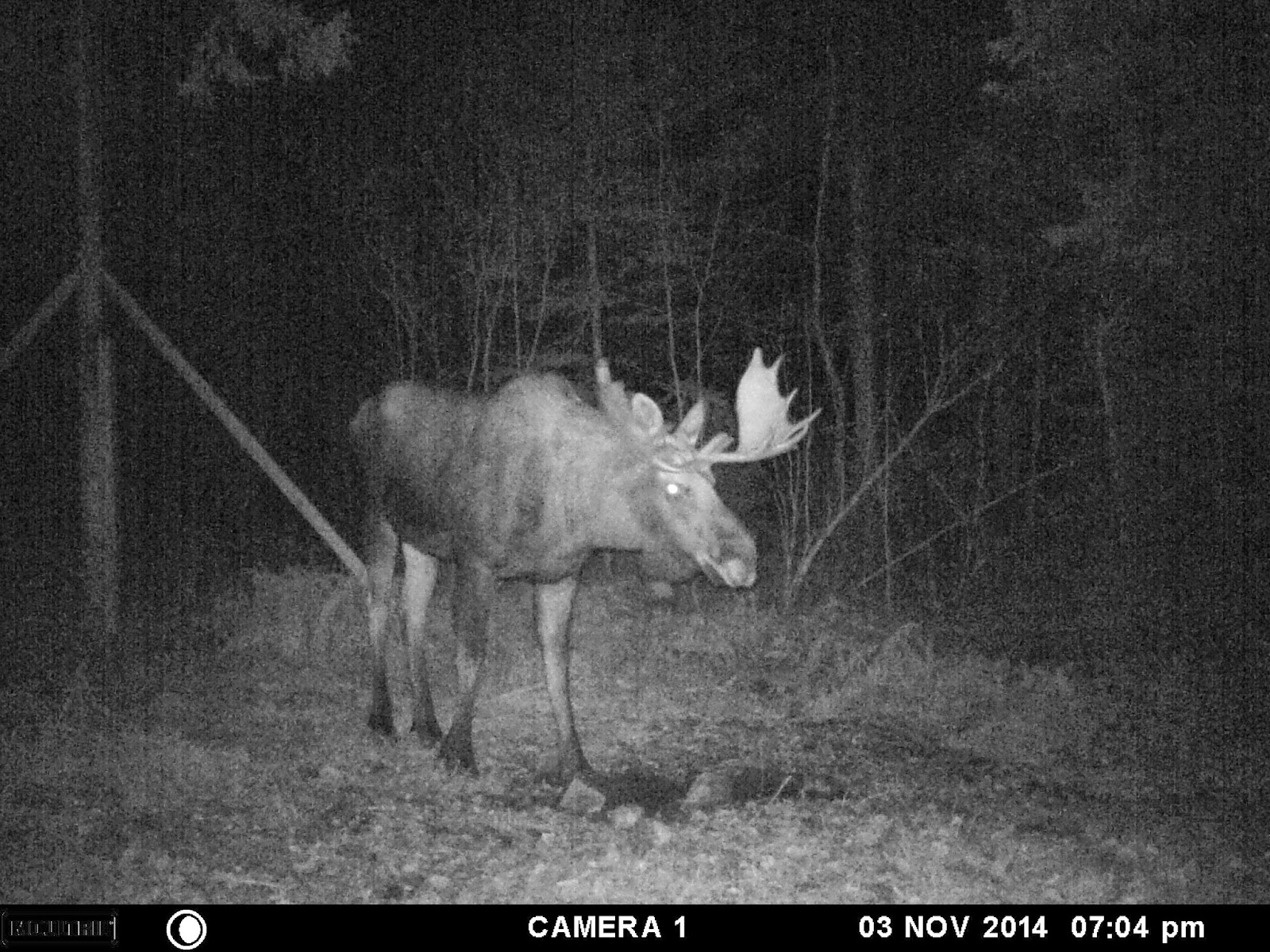The Walking Stick: Upper Peninsula Moose Caught on Camera