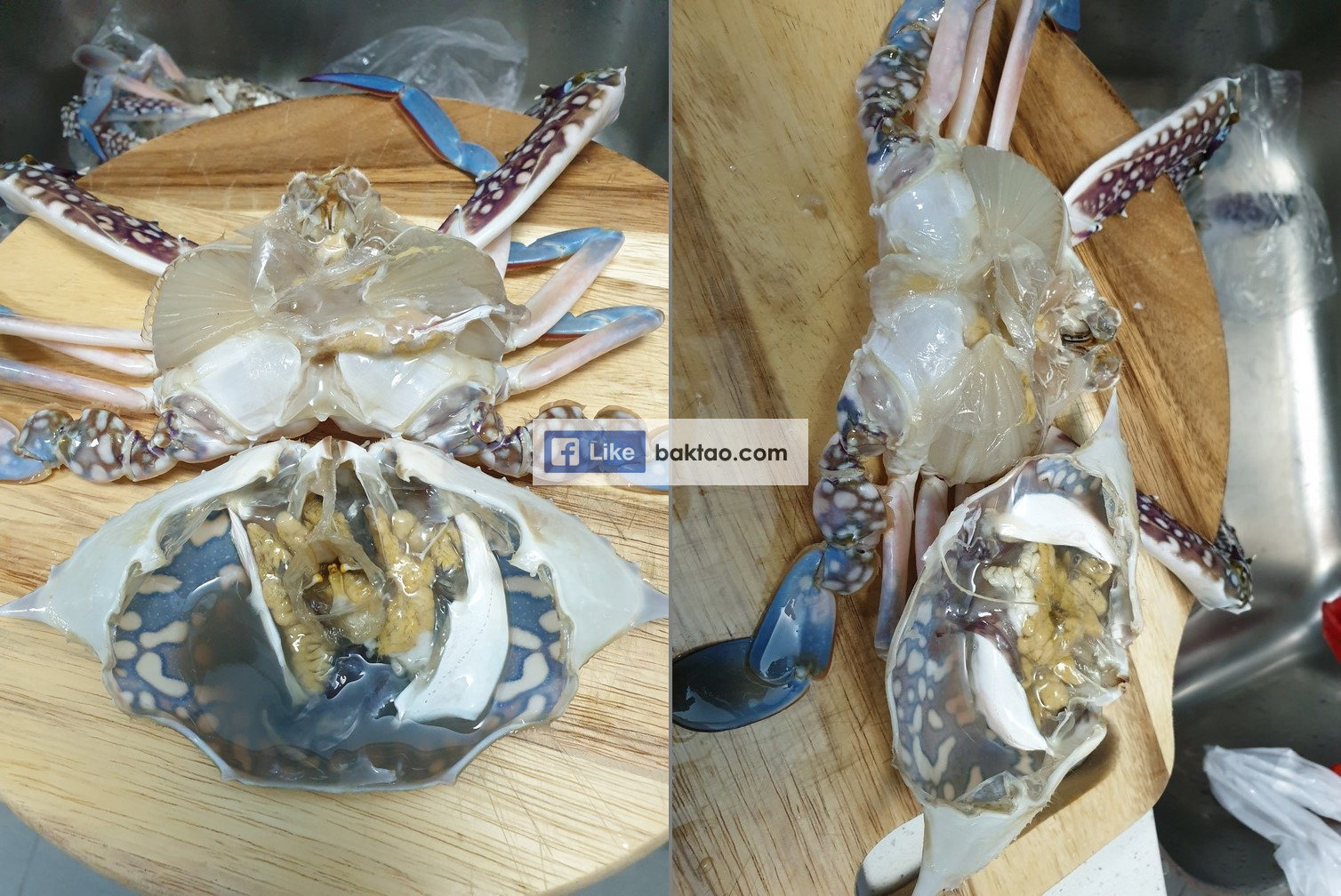 Extra-large flower crabs from B&B Fishery Services