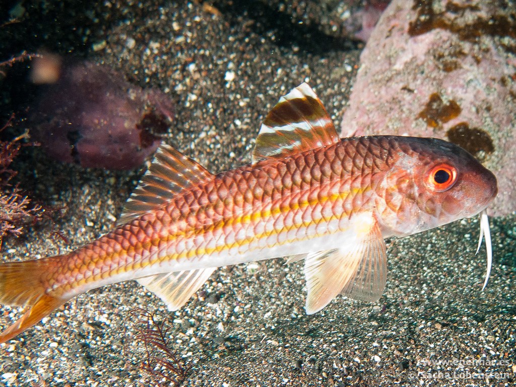 ANIMAIS DA RIA FORMOSA: Peixes 2