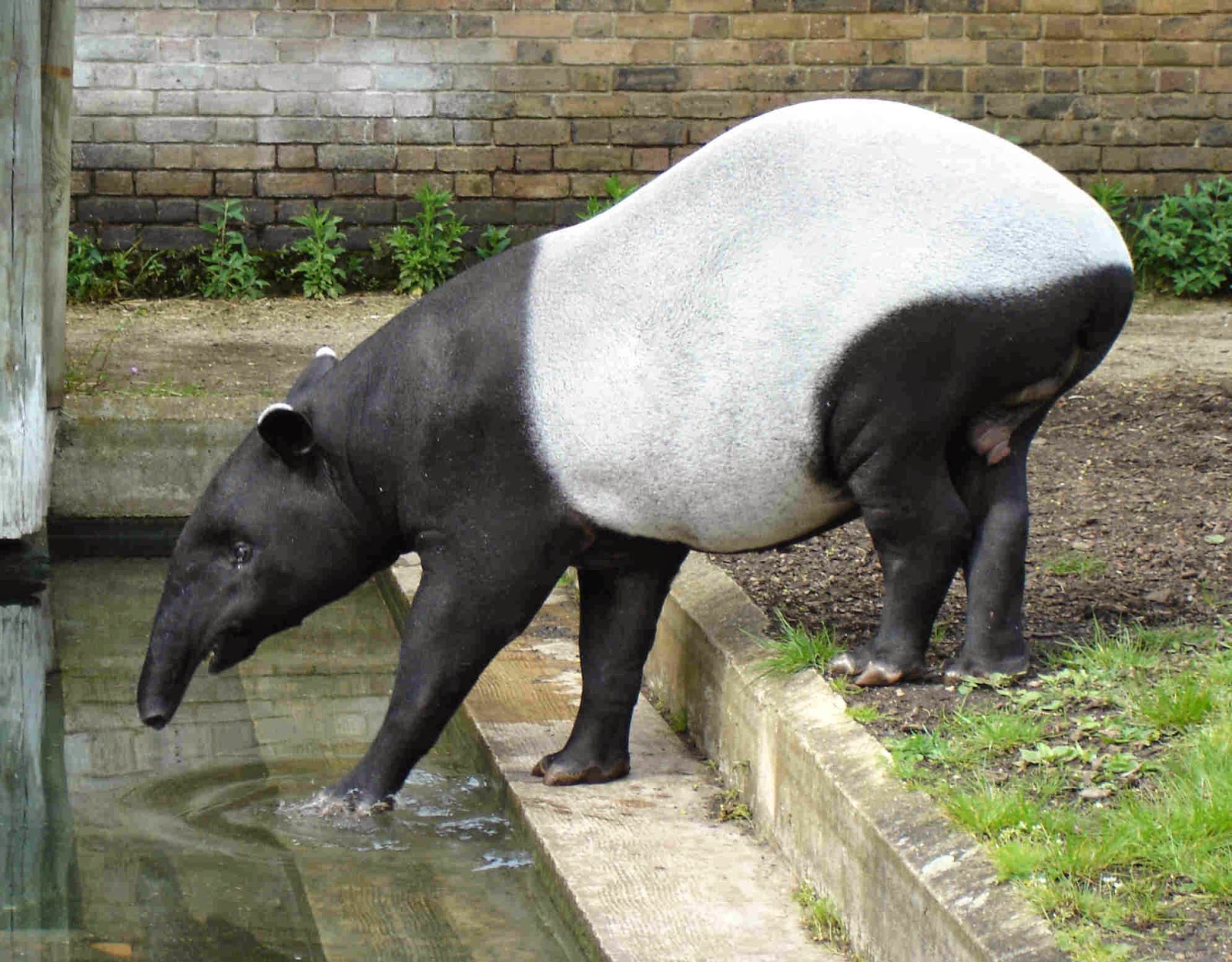 SNORKEL SNOUT-TAPIR Facts