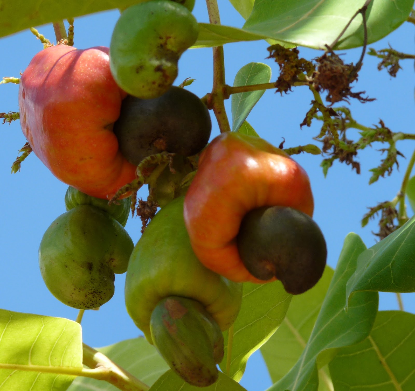 Persil et oignon pays: Noix de cajou