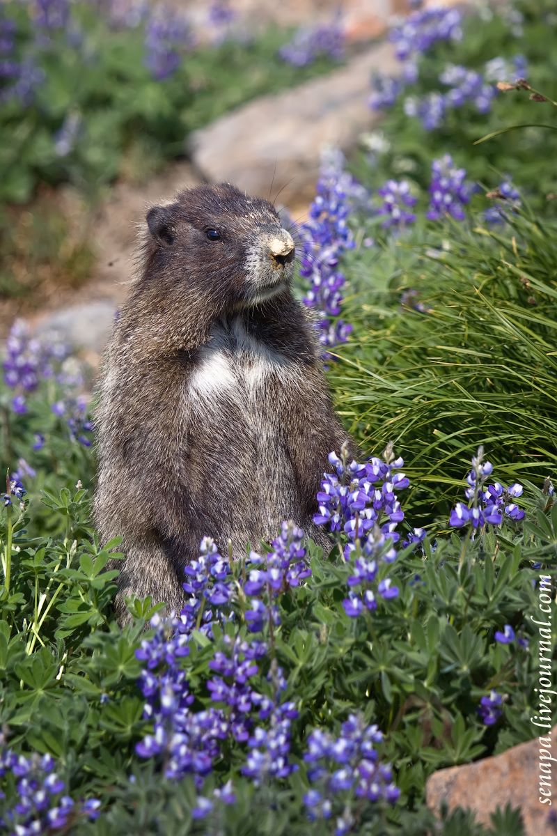 Loving Washington State: Marmota at Mt. Rainier