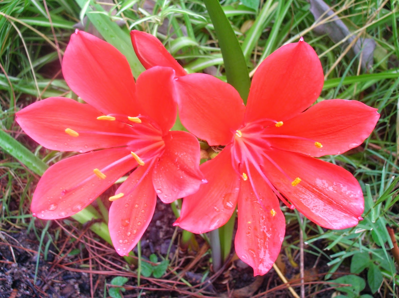 Recregarden: CYRTANTHUS ELATUS