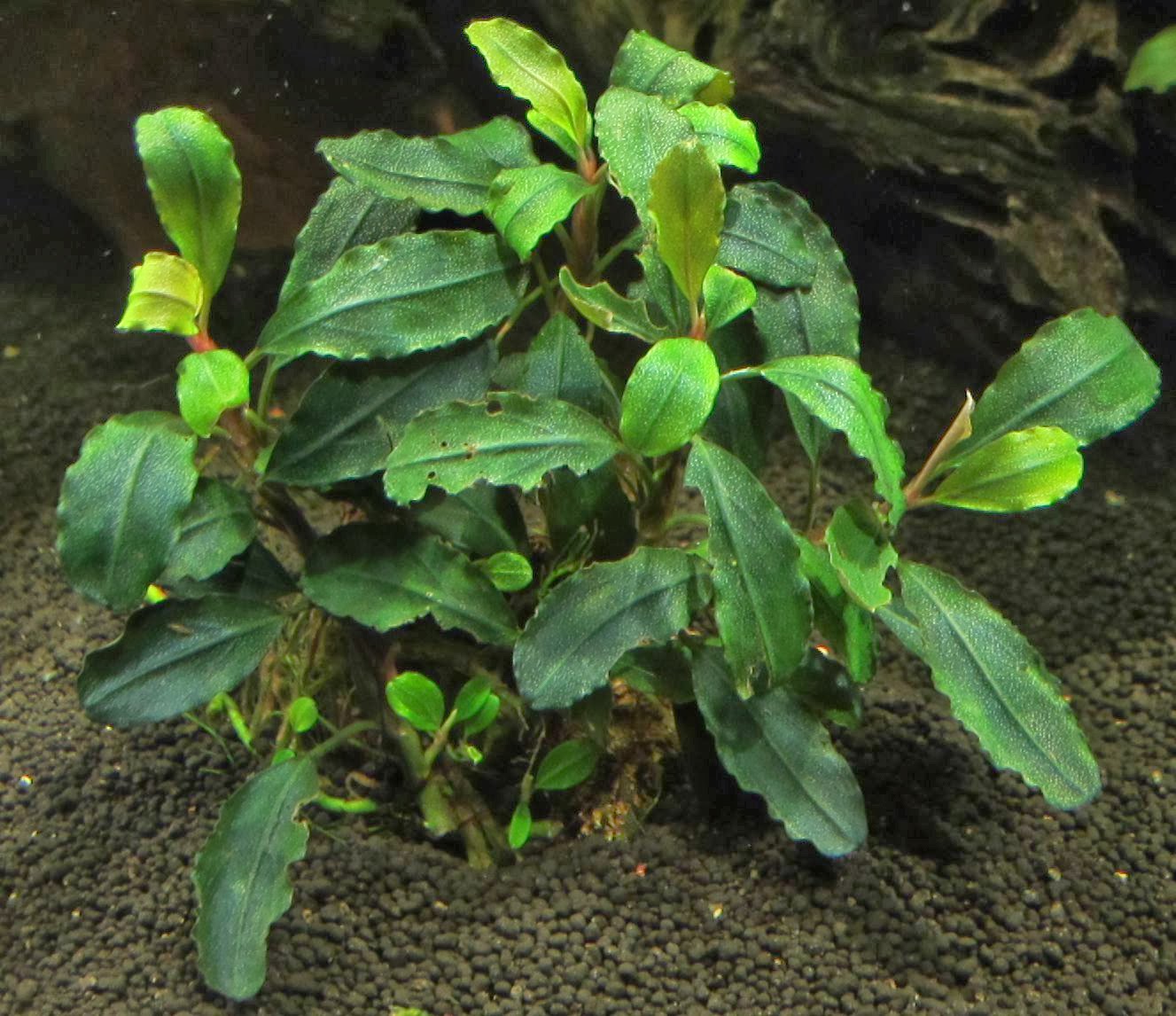 endemic plants: Bucephalandra sp. Atlas