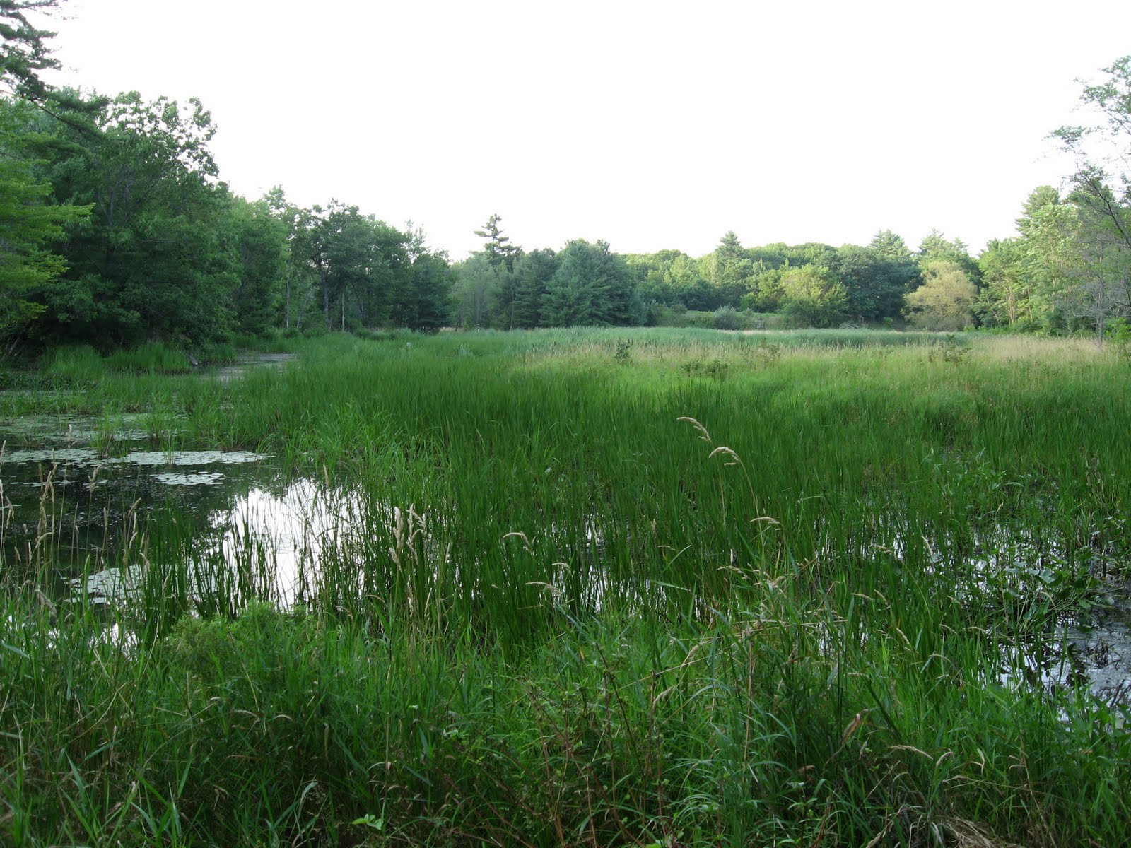 Marsh Island Natural Area