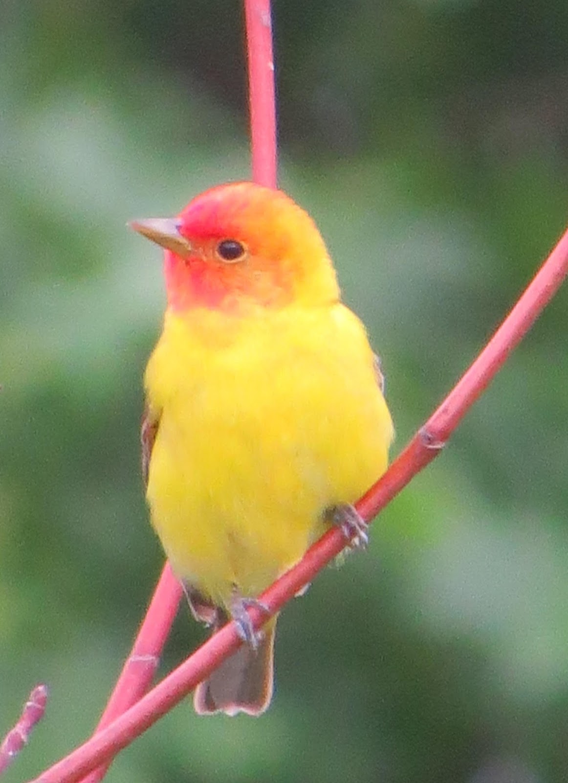 Garden Grumbles and Cross Stitch Fumbles: Blue Bird Yellow Birds