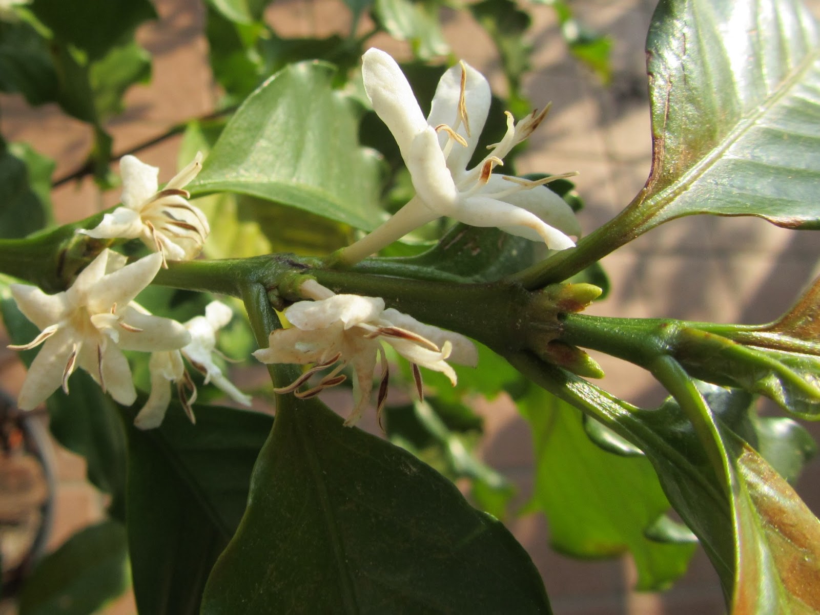 Dove Cresce la Pianta del Caffè (Coffea arabica o Coffea canephora ...