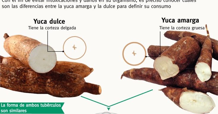 Apertura Venezuela: DIFERENCIA YUCA AMARGA YUCA DULCE