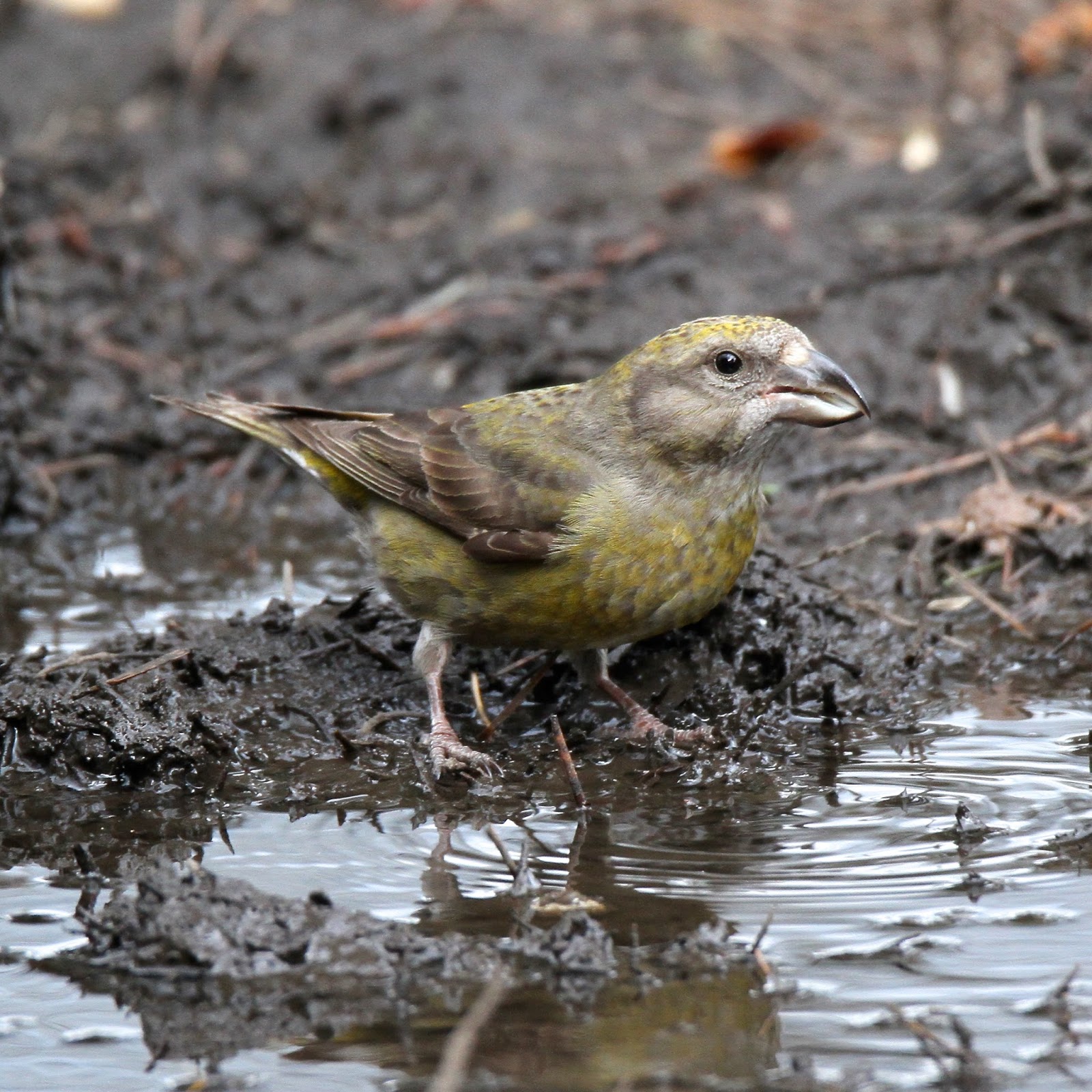 TrogTrogBlog: Bird of the week - Common crossbill
