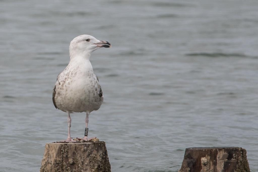 Happisburgh Parish Bird List