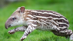Tapirs Animals Facts And Images | All Wildlife Photographs
