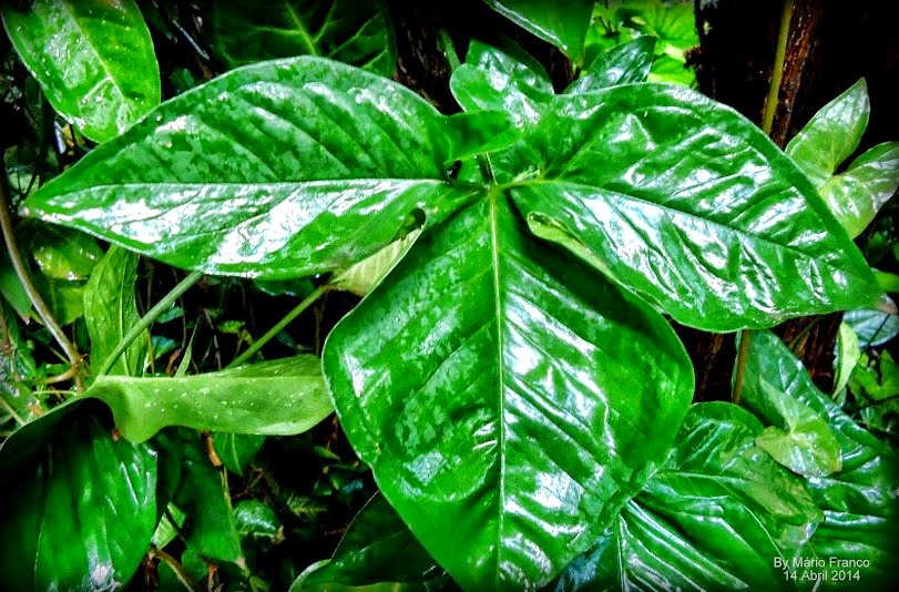 Meu Cantinho Verde: SINGÔNIO - ( Syngonium angustatum )