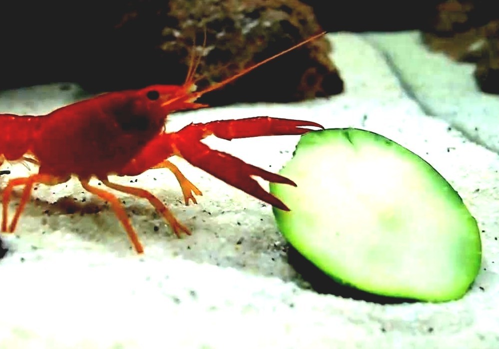 Crayfish - Crawfish Diet