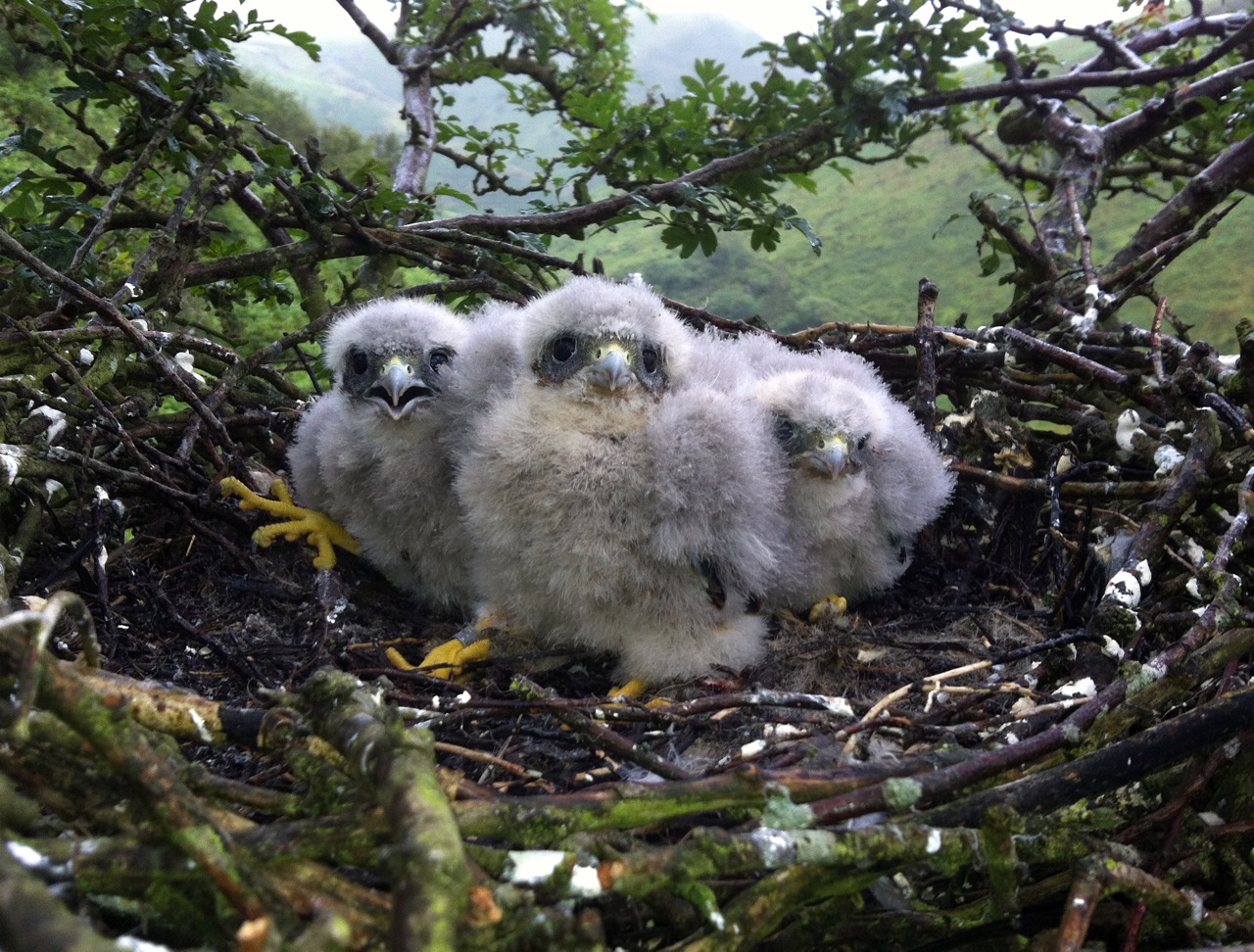 Ruffled Feathers: July 2012