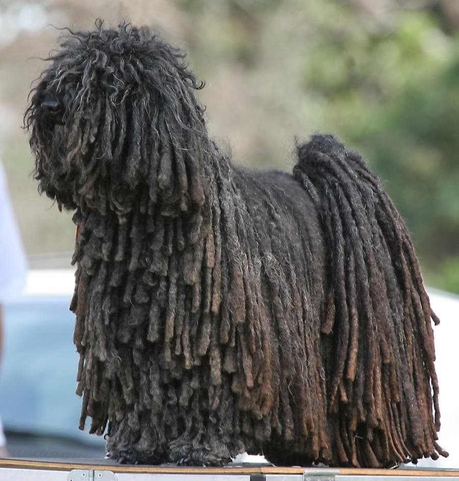 Komondo : Amazing Hungarian Guard Dog | Most Unbelievable & Amazing ...