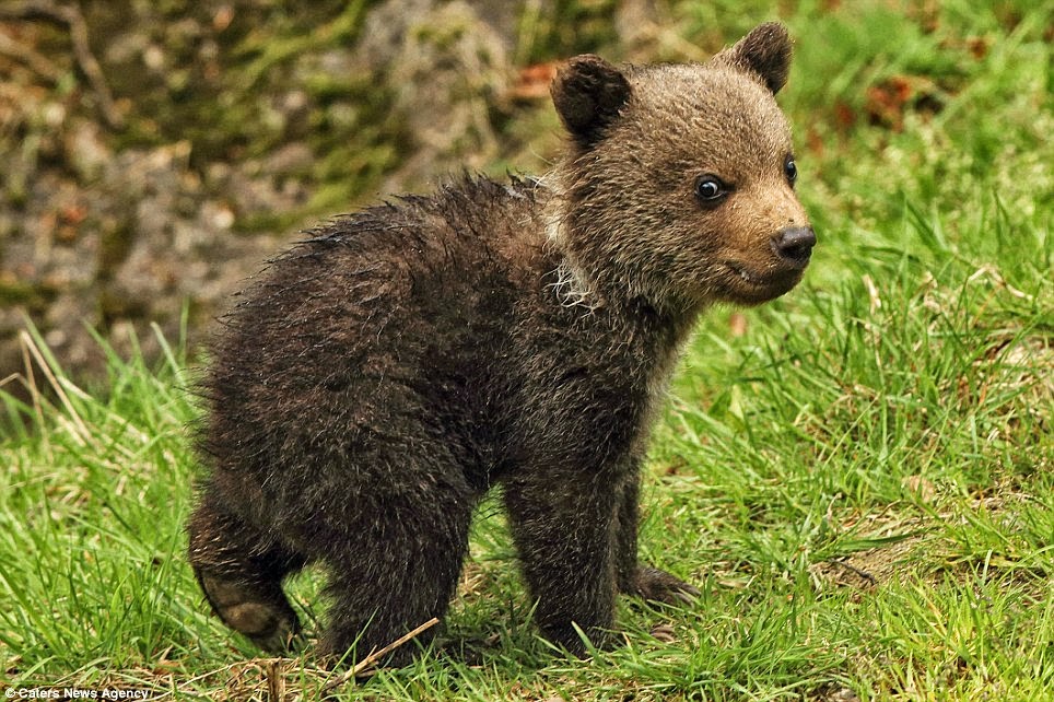 Tierno oso bebé abraza a su madre y le da un beso - Seamos Mas Animales ...