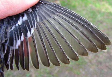 Ten Million Earthlings: Understanding Molt: A Bander's Perspective