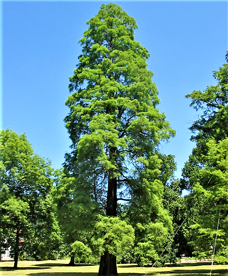 Colonial & Early American Gardens: Plants in Early American Gardens ...