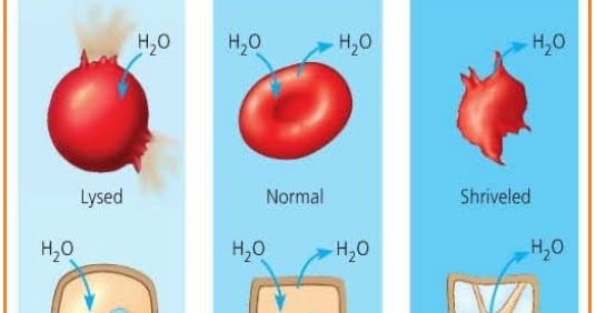 BIOLOGI GONZAGA: OSMOSIS - KRENASI - PLASMOLISIS