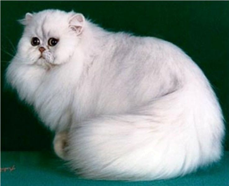 Lovely World Cat: Jenis - Jenis Kucing