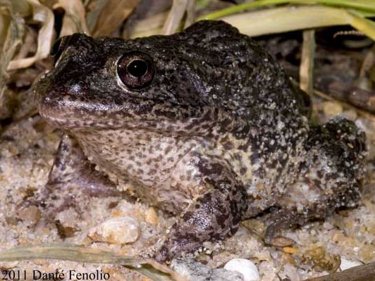 Saving Georgia's Few Remaining Gopher Frogs
