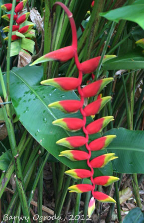 Helikonia dziobata