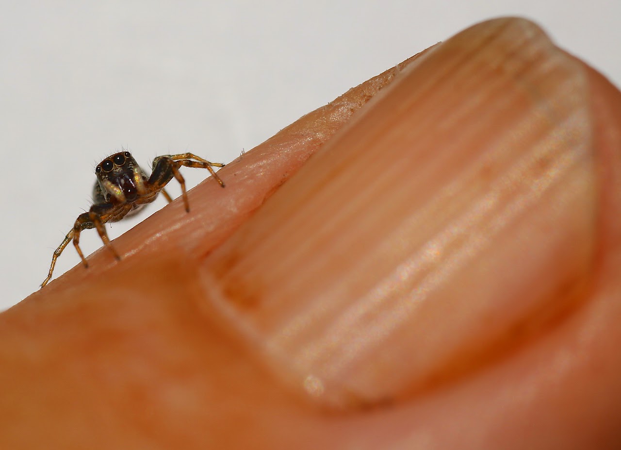 News from Coquette Point