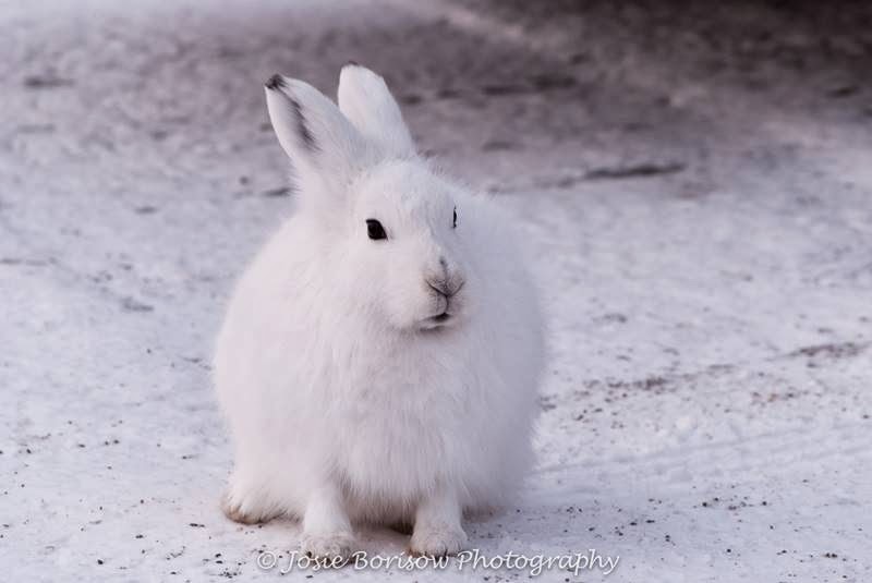 The Arctic Hare | Polar Rabbit