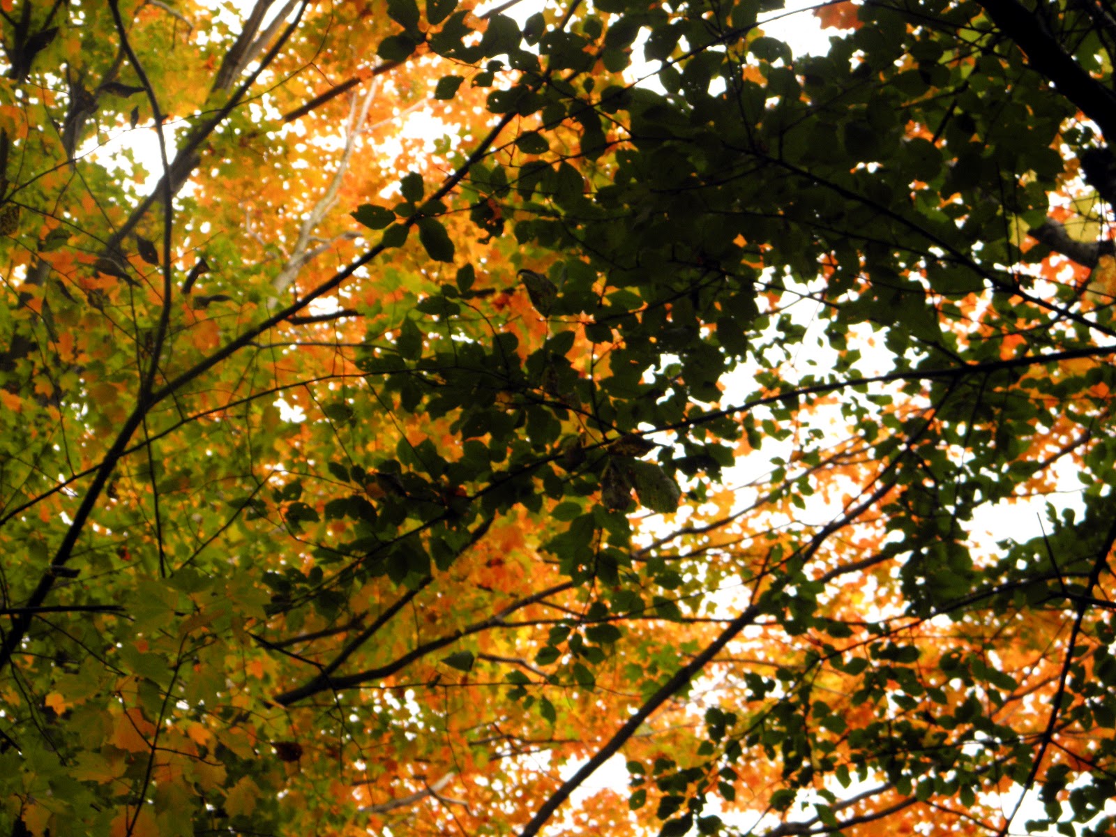 Fall Day October 8th, 2012