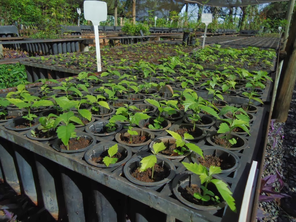 ILHAS VERDES: Mutirão de produção de mudas é realizado em Viveiro